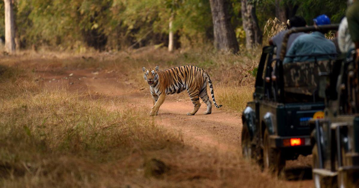 Volunteer On The Great Tiger Project In India | The Great Projects