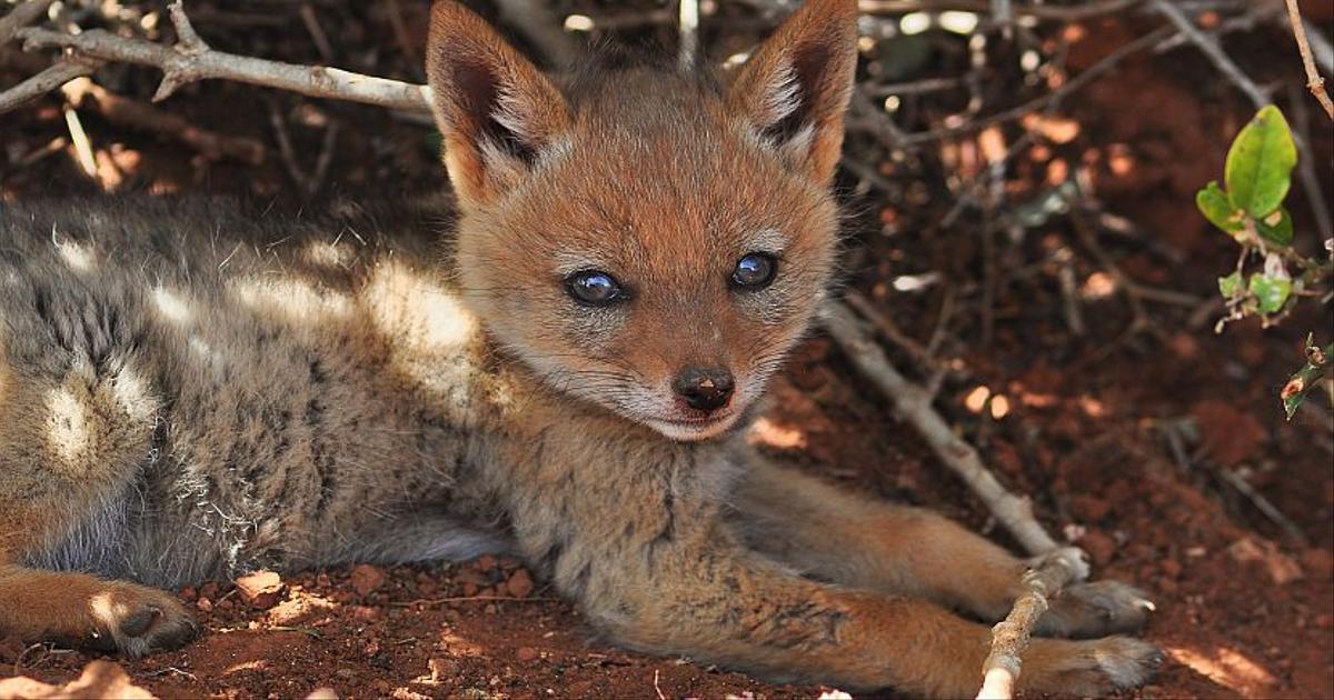 Volunteer Tasks At The Wildlife Orphanage in 2017 | The Great Projects