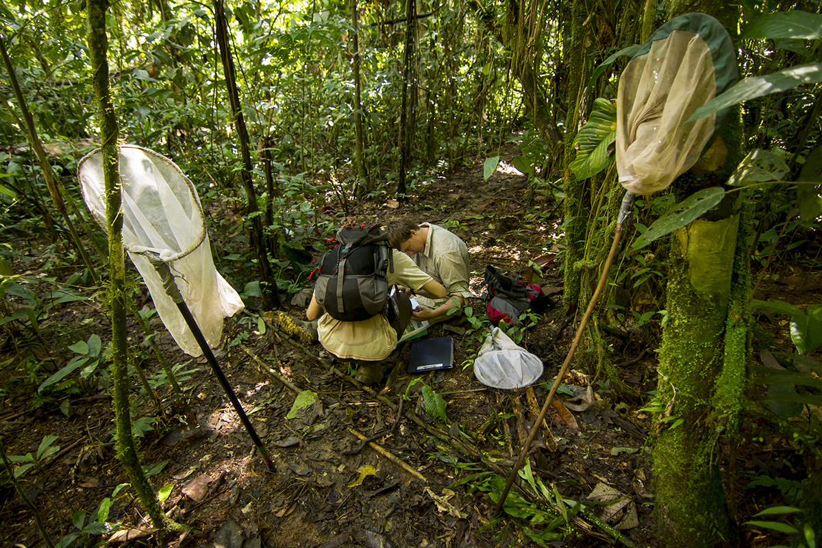 Amazon Conservation Project in Peru | The Great Projects