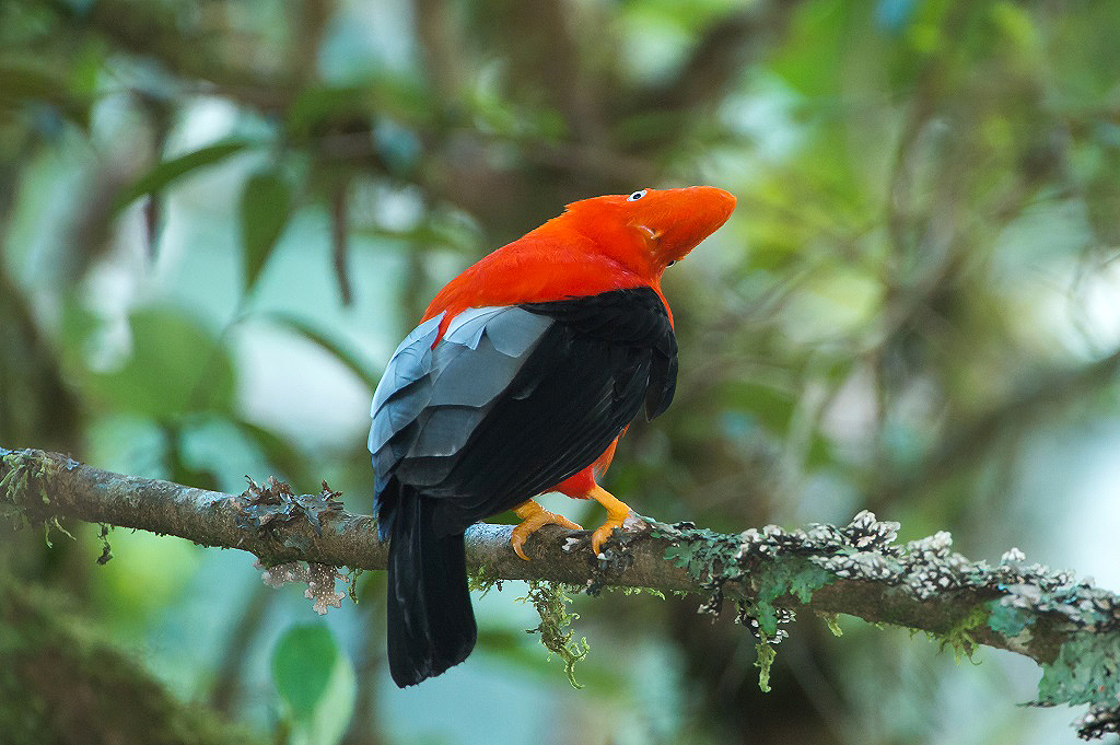 Amazon Conservation Project in Peru | The Great Projects