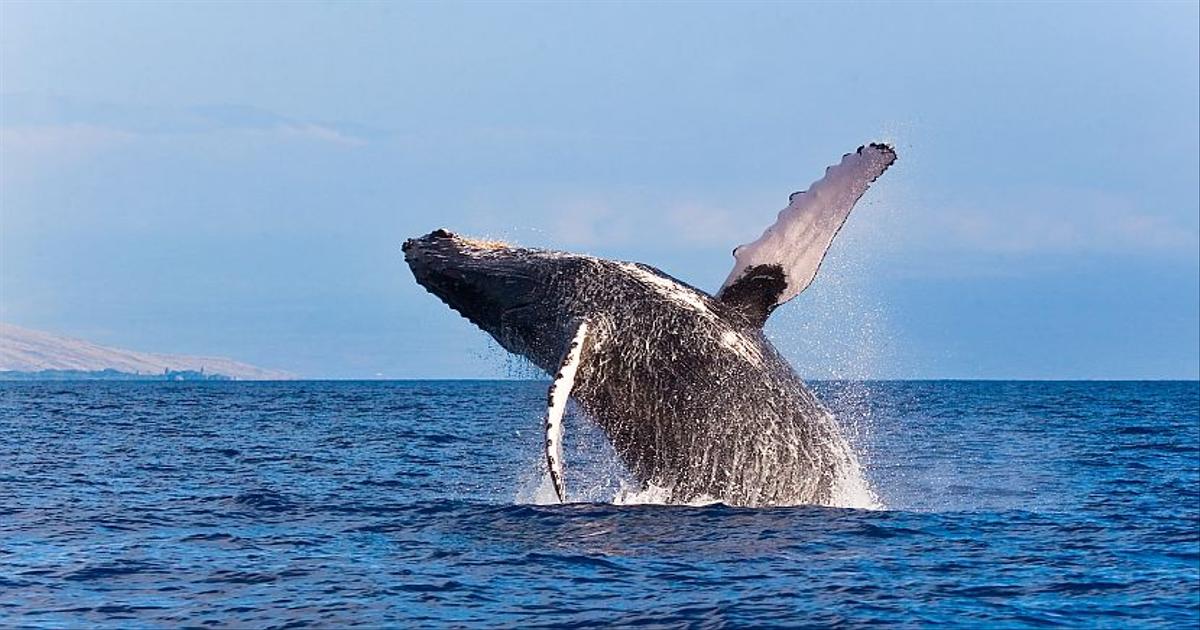 Read our top 5 Whale Facts! | The Great Projects
