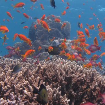 Marine Conservation Projects | The Great Projects