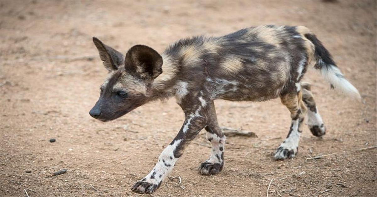 The Namibia Wildlife Conservation Project | The Great Projects