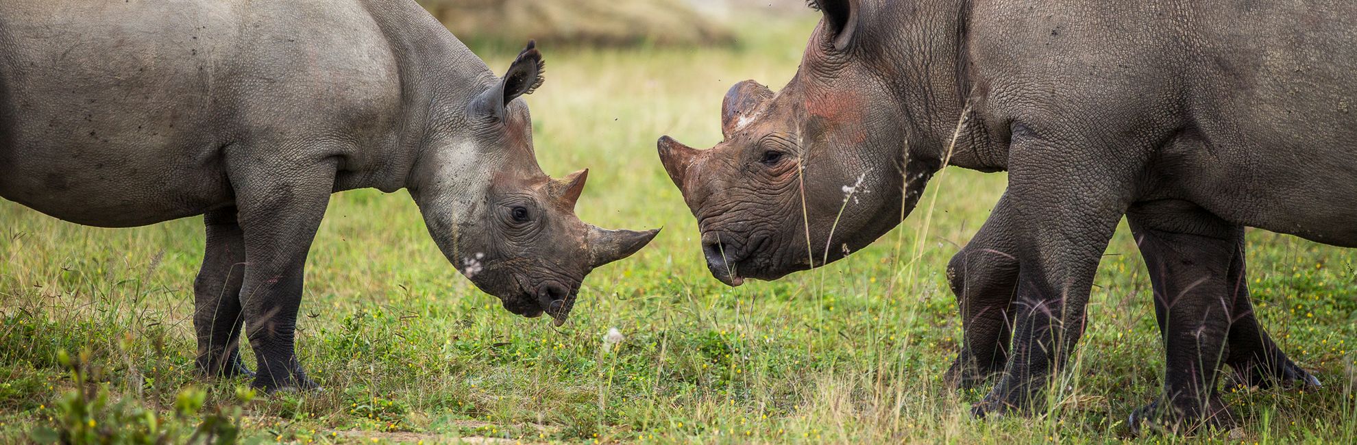 Rhino Conservation Projects Abroad | The Great Projects
