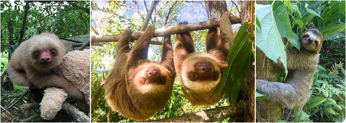 Aid Conservation By Working With Sloths | The Great Projects