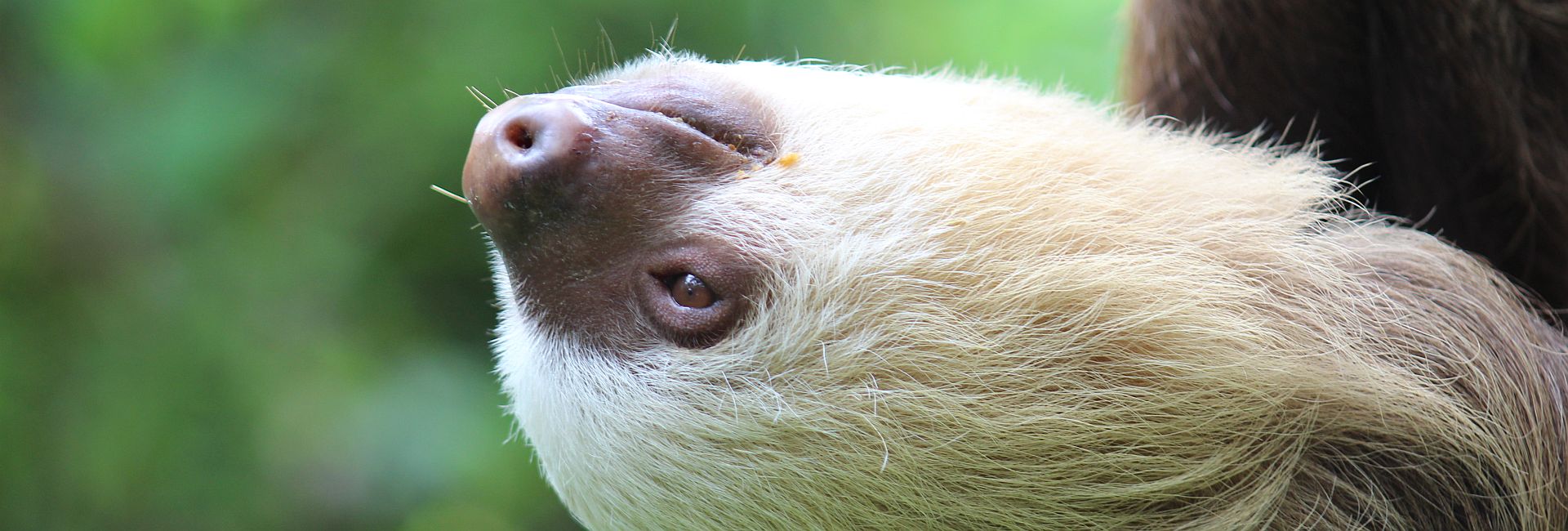 International Sloth Day 2017 Infographic | The Great Projects