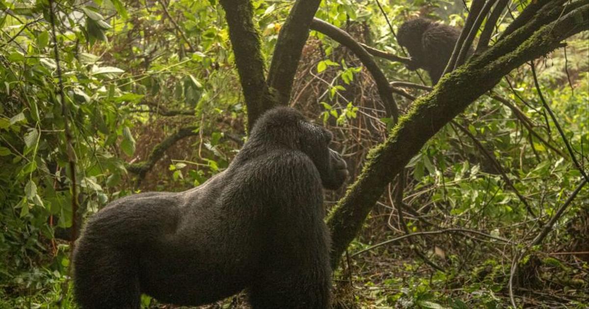 Tina Experiences The Great Gorilla Project! | The Great Projects