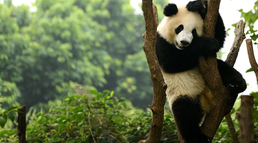 Giant Panda No Longer Endangered | The Great Projects