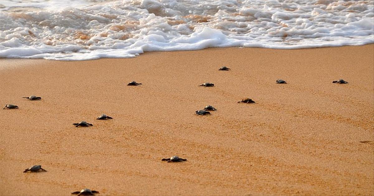 Sea Turtle Conservation Tips And Tricks | The Great Projects