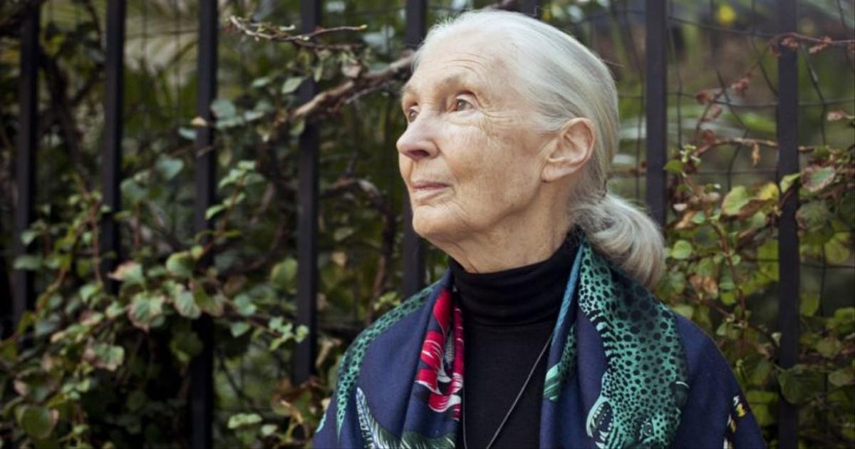 Happy Birthday Dr. Jane Goodall! | The Great Projects