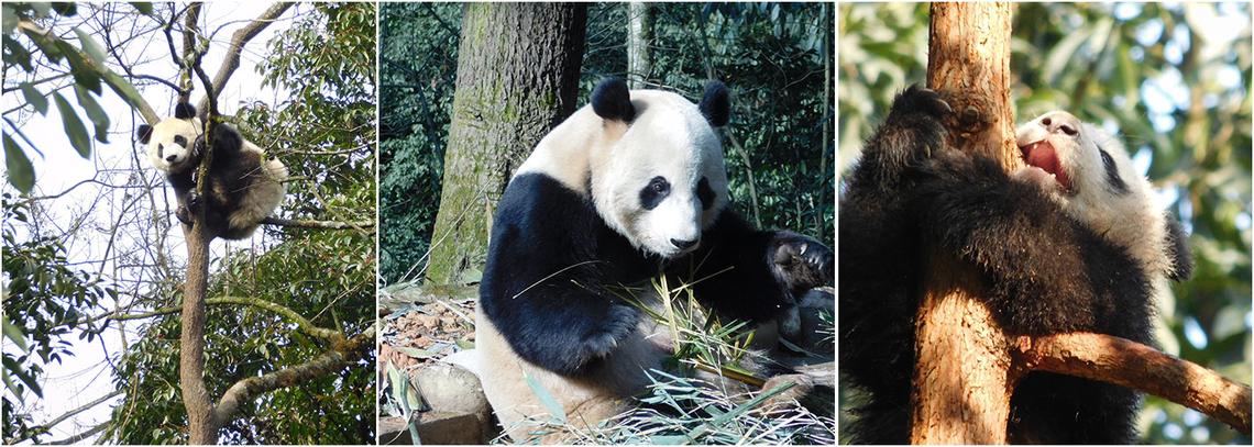 Panda Conservation Volunteer Projects | The Great Projects