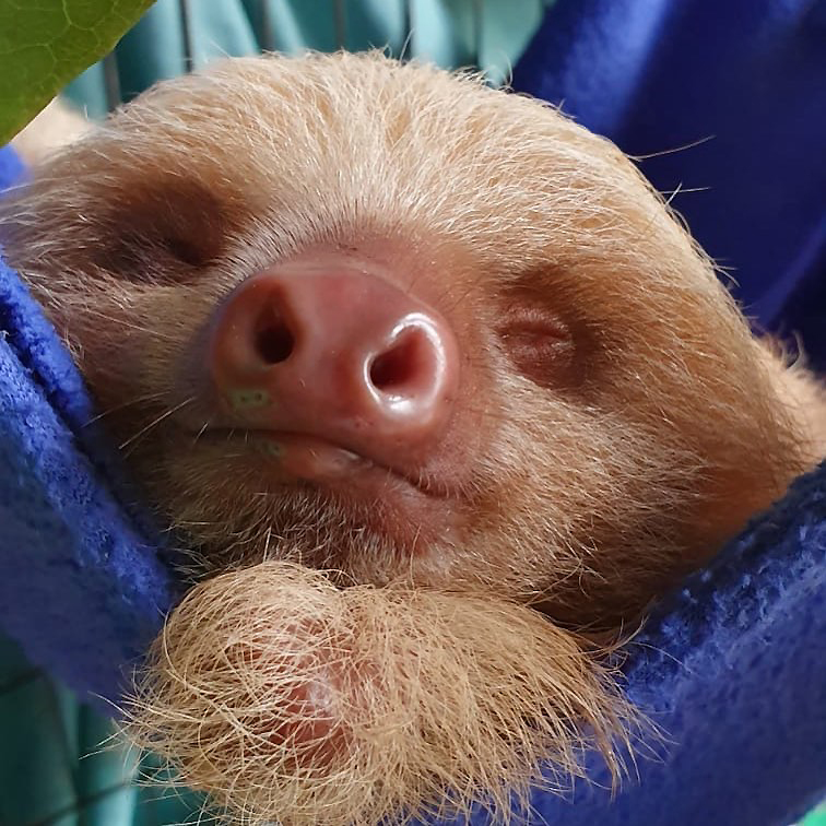Aid Sloth Conservation And Wildlife Protection | The Great Projects