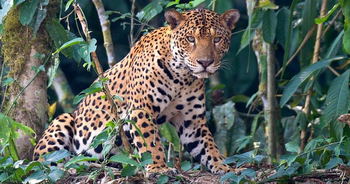Animal Sightings in the Amazon | The Great Projects