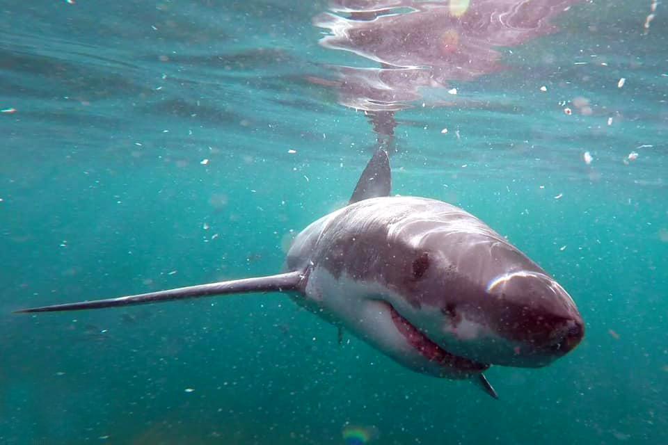 Volunteer On The Great White Shark Project | The Great Projects