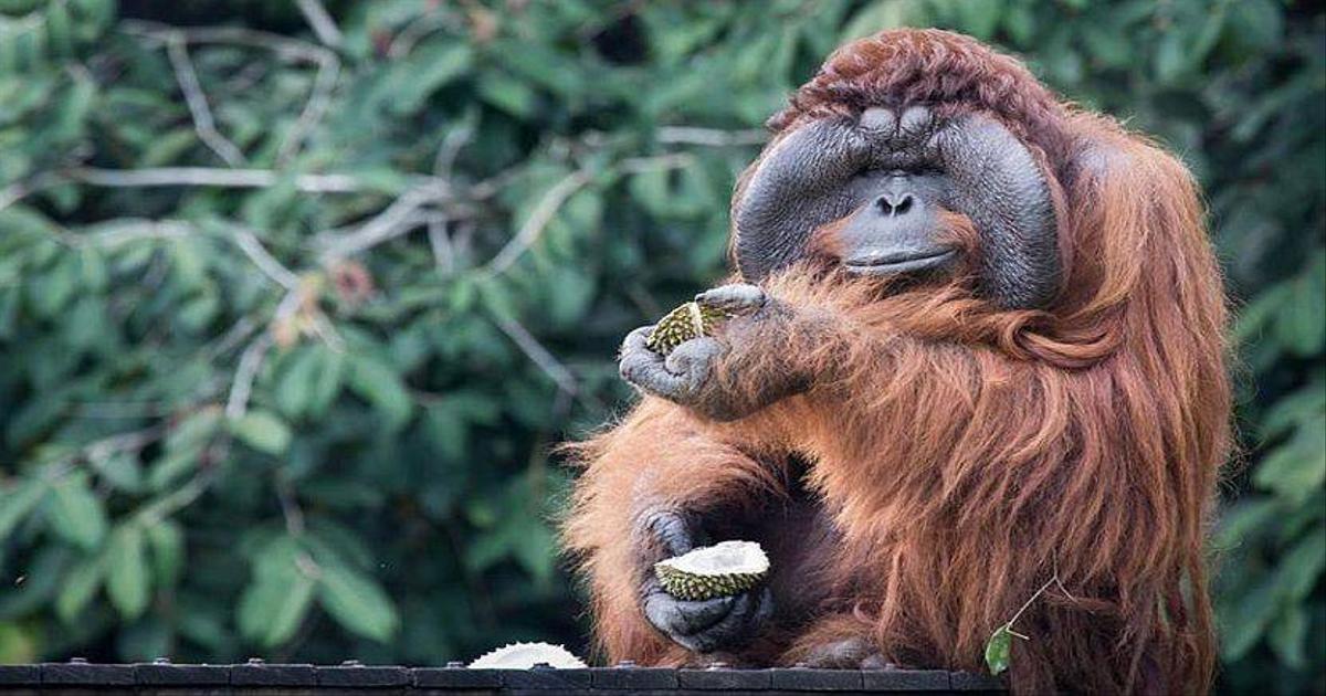 The Great Orangutan Project | The Great Projects