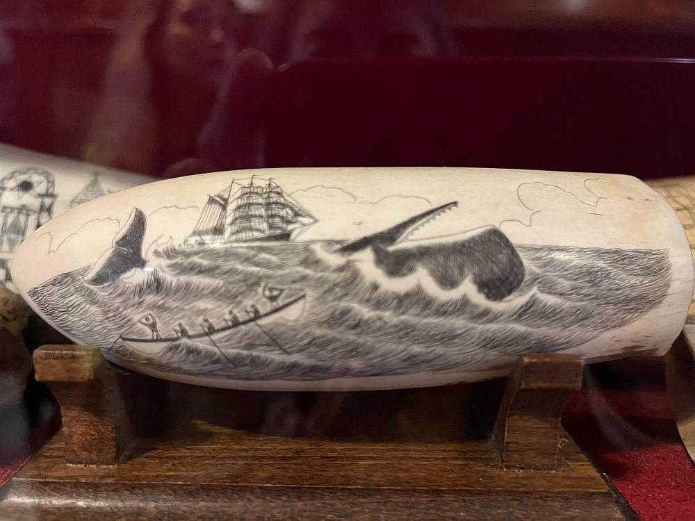 Whale Conservation Project in the Azores | The Great Projects