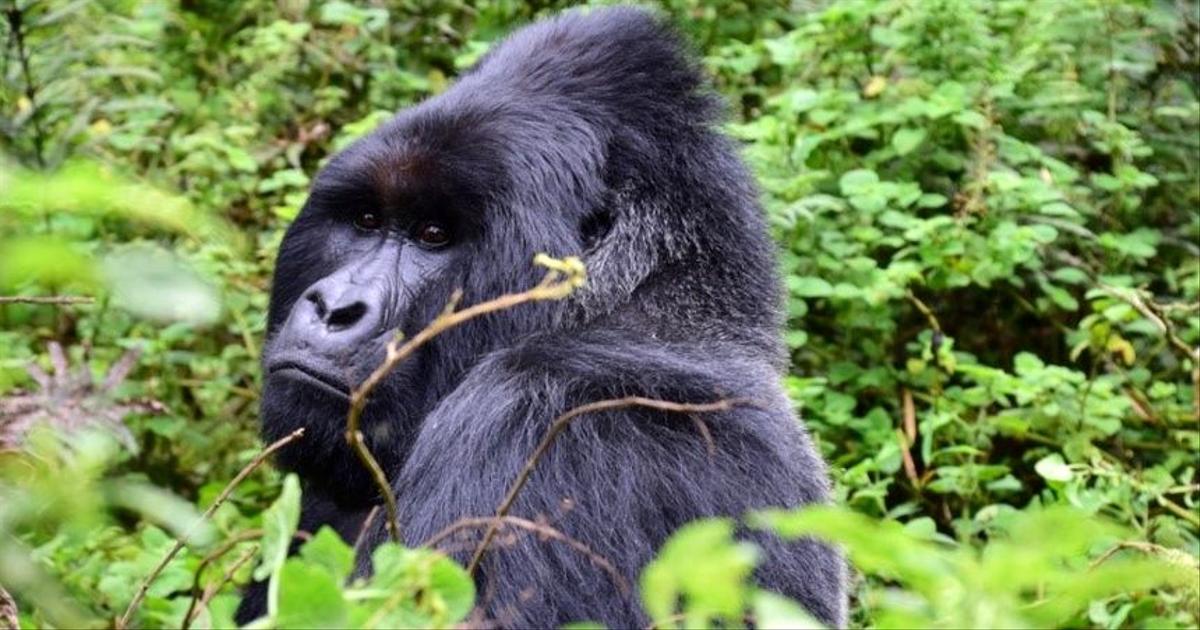 Joanne's Review On The Great Gorilla Project | The Great Projects