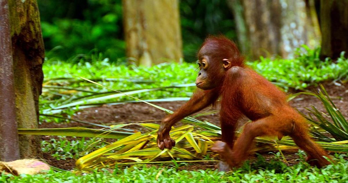 How orangutan volunteers help the great apes | The Great Projects