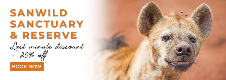 Volunteer Abroad with Animals | The Great Projects
