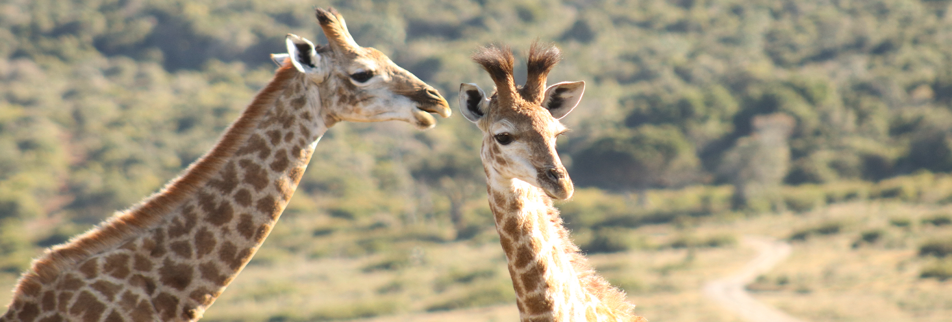 The Kariega ‘Big 5’ Conservation Project has evolved! | The Great Projects