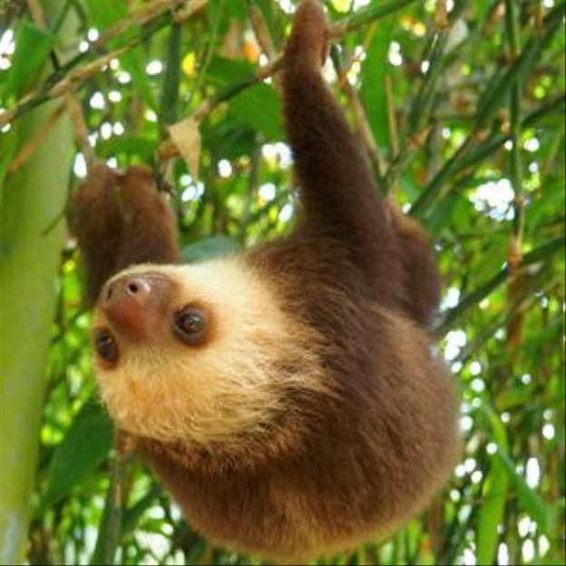 Volunteer with sloths in Costa Rica | The Great Projects