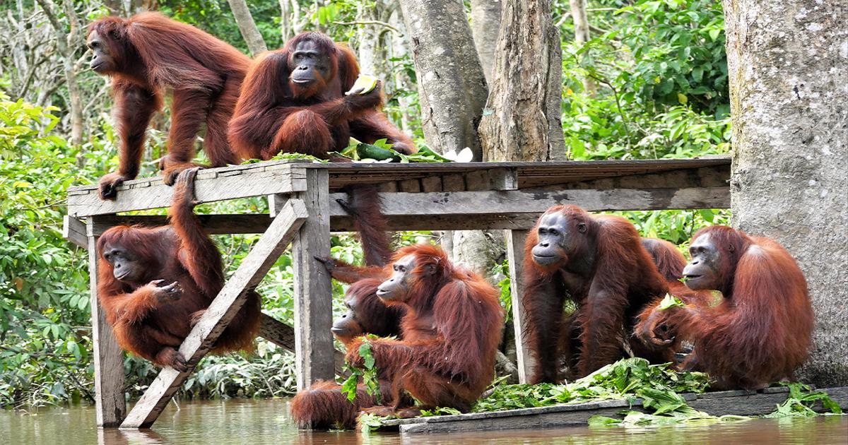 Latest At The Nyaru Menteng Orangutan Sanctuary | The Great Projects