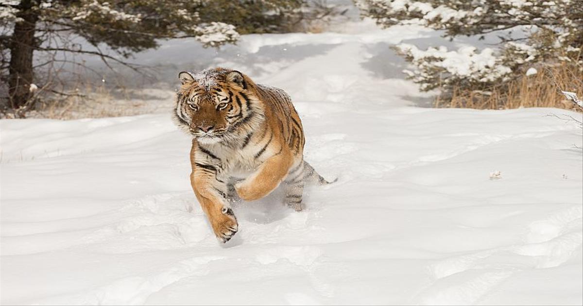 Tiger Conservation Efforts | The Great Projects