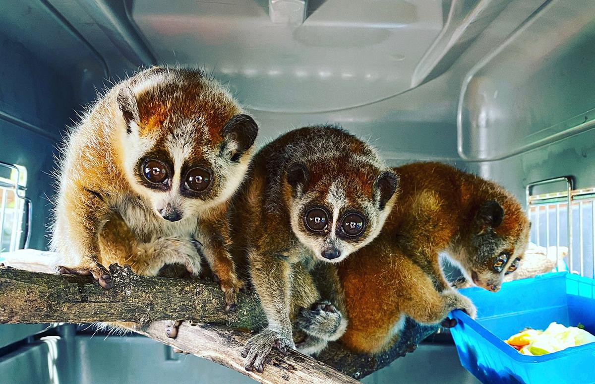 Laos Wildlife Sanctuary | The Great Projects