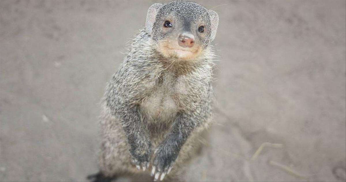 Wildlife Orphanage Recap | The Great Projects