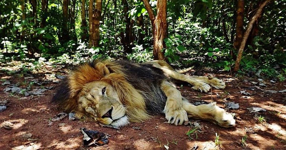 Simba moves to Africa | The Great Projects