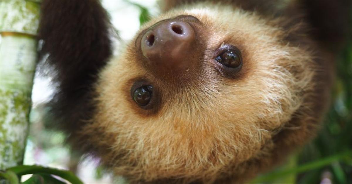 The 7 most interesting sloth facts | The Great Projects
