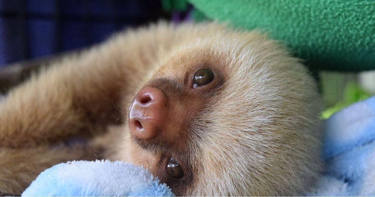 Aid Sloth Conservation And Wildlife Protection | The Great Projects
