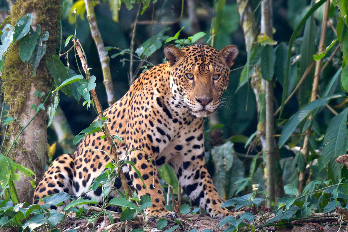 Amazon Conservation Project in Peru | The Great Projects