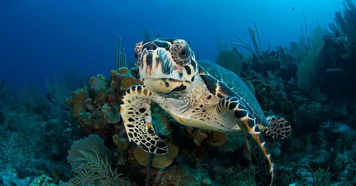 World Turtle Day | The Great Projects