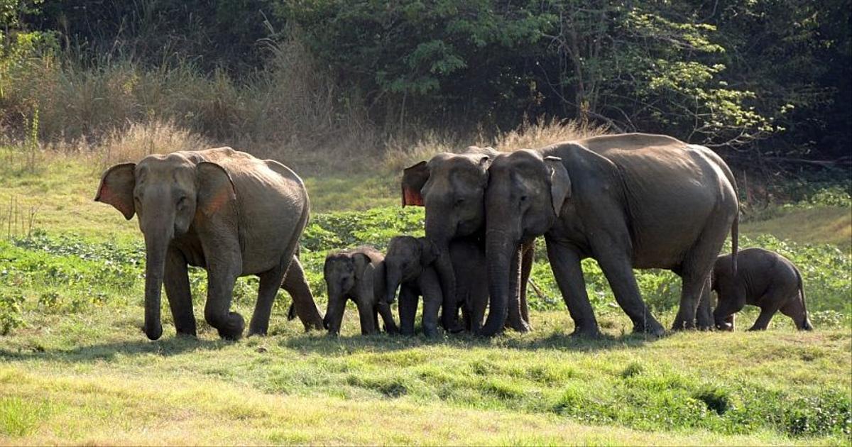 The Great Elephant Project Over The Summer | The Great Projects