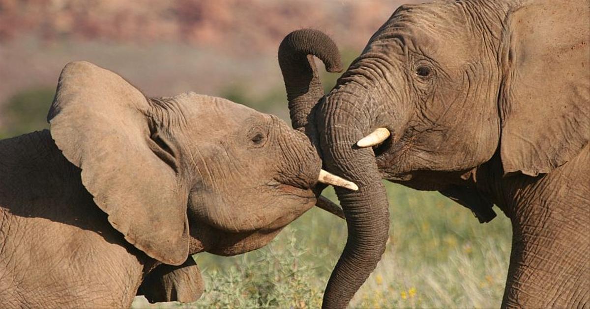 Top 5 Unmissable Attractions of Namibia | The Great Projects