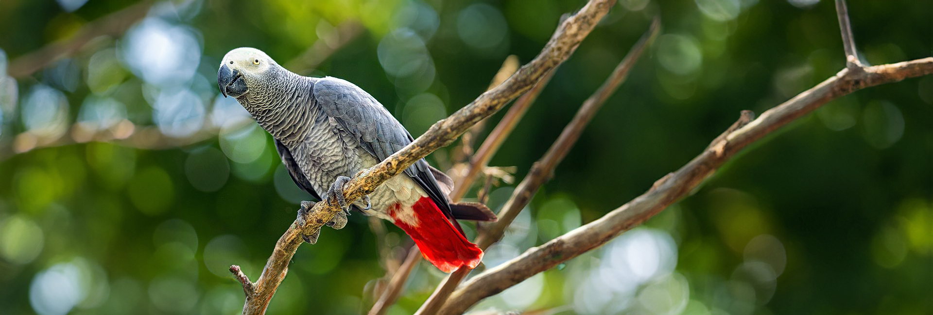 Top 5 Most Intelligent Animals On Earth | The Great Projects