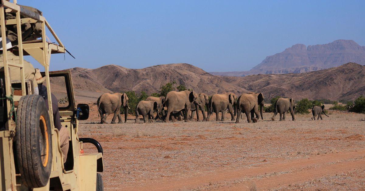 Desert Elephant Conservation in Namibia | The Great Projects