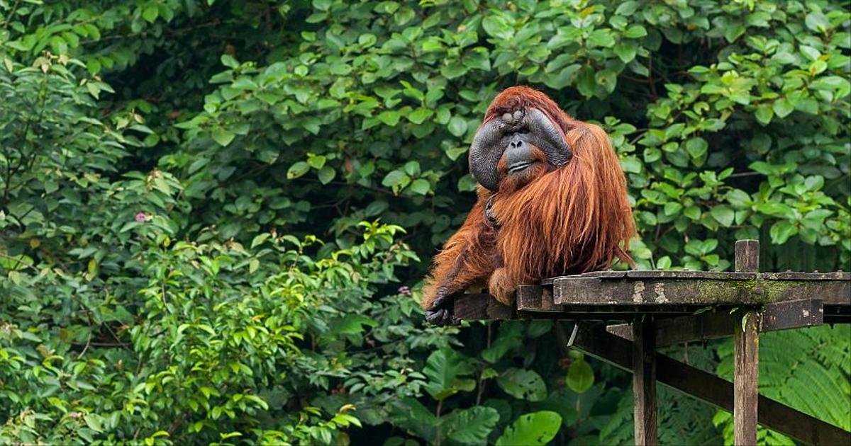 What Makes The Great Orangutan Project Great? | The Great Projects