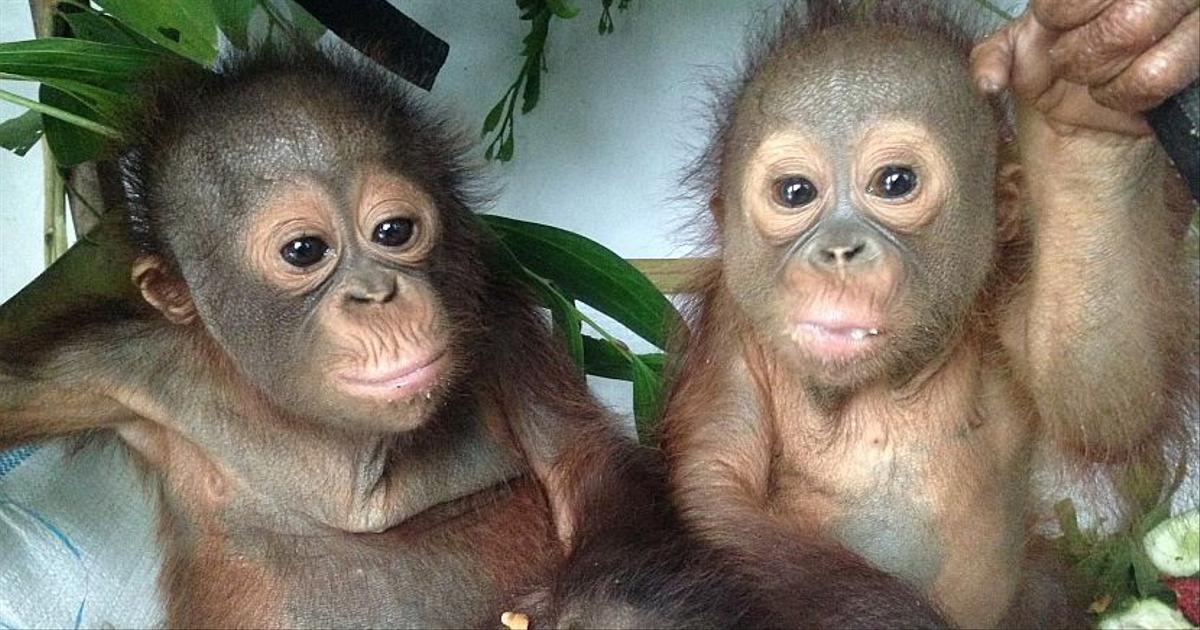 The Story of Budi the Baby Borneo Orangutan | The Great Projects