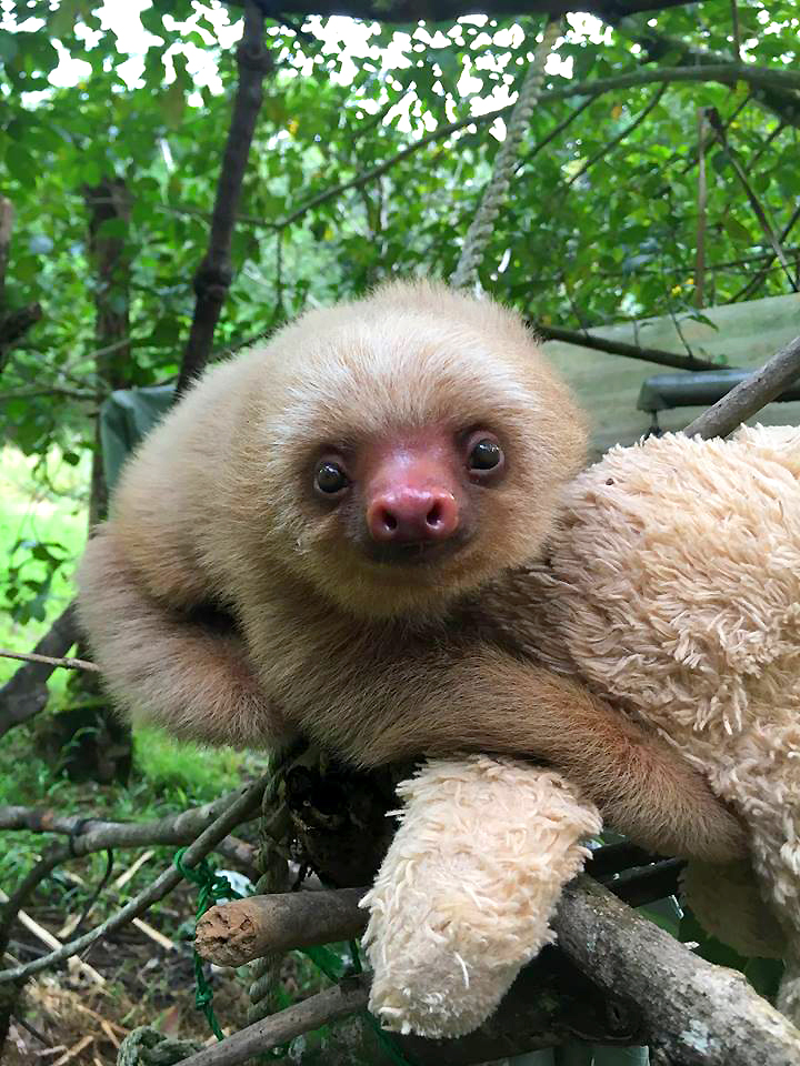 Aid Sloth Conservation And Wildlife Protection | The Great Projects