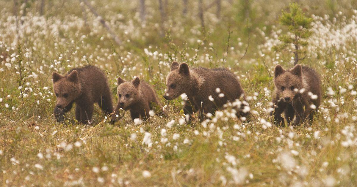 Nordic Wilderness Adventure Tour | The Great Projects