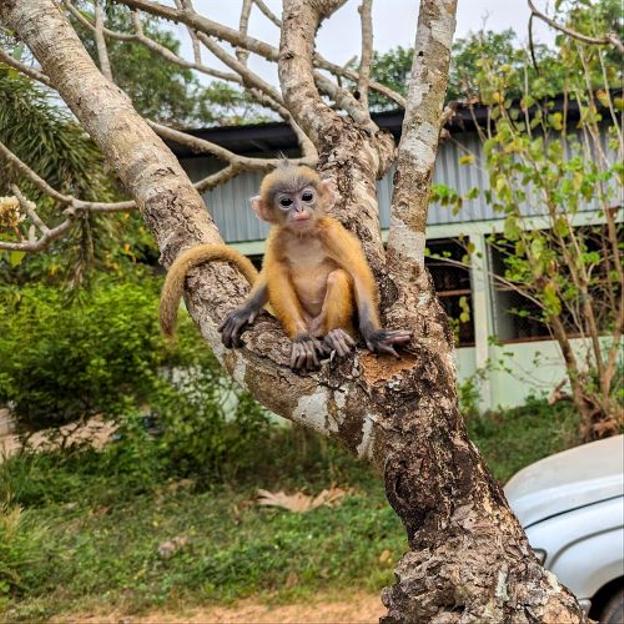 Wildlife Volunteer Projects and Tours | The Great Projects
