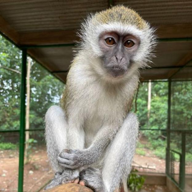 Volunteer With Monkeys Abroad | The Great Projects