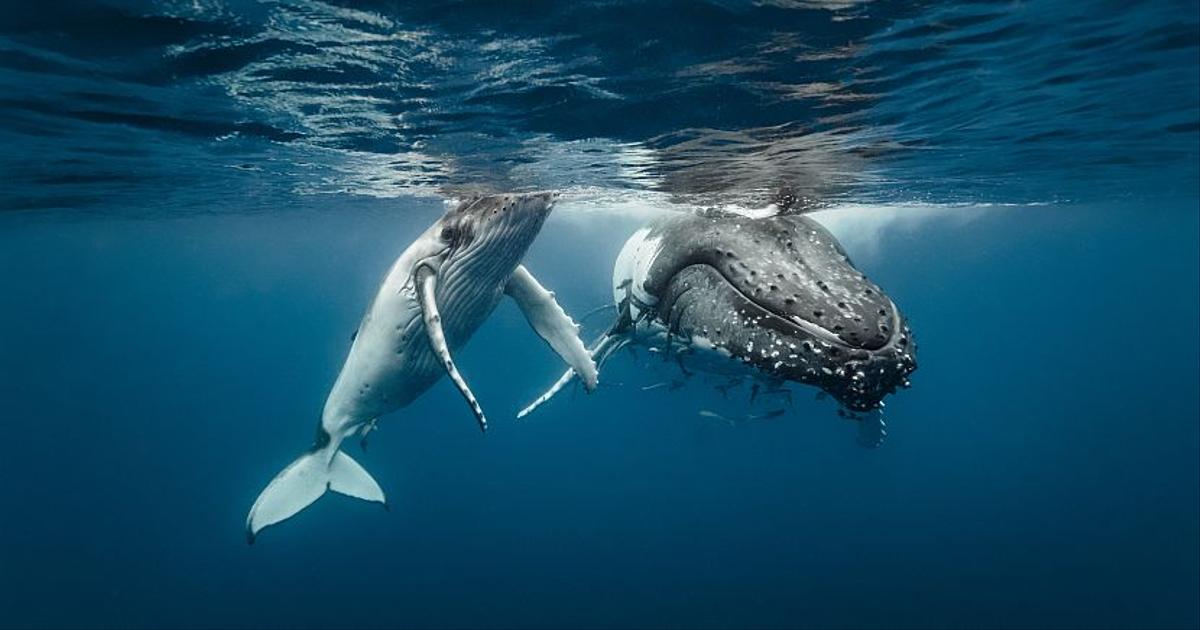 World Whale Day | The Great Projects