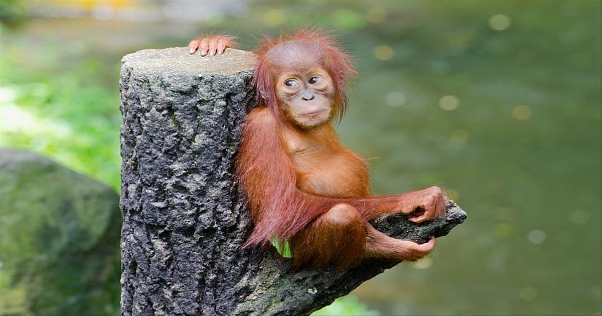 Look at the Top 8 Baby Orangutans | The Great Projects