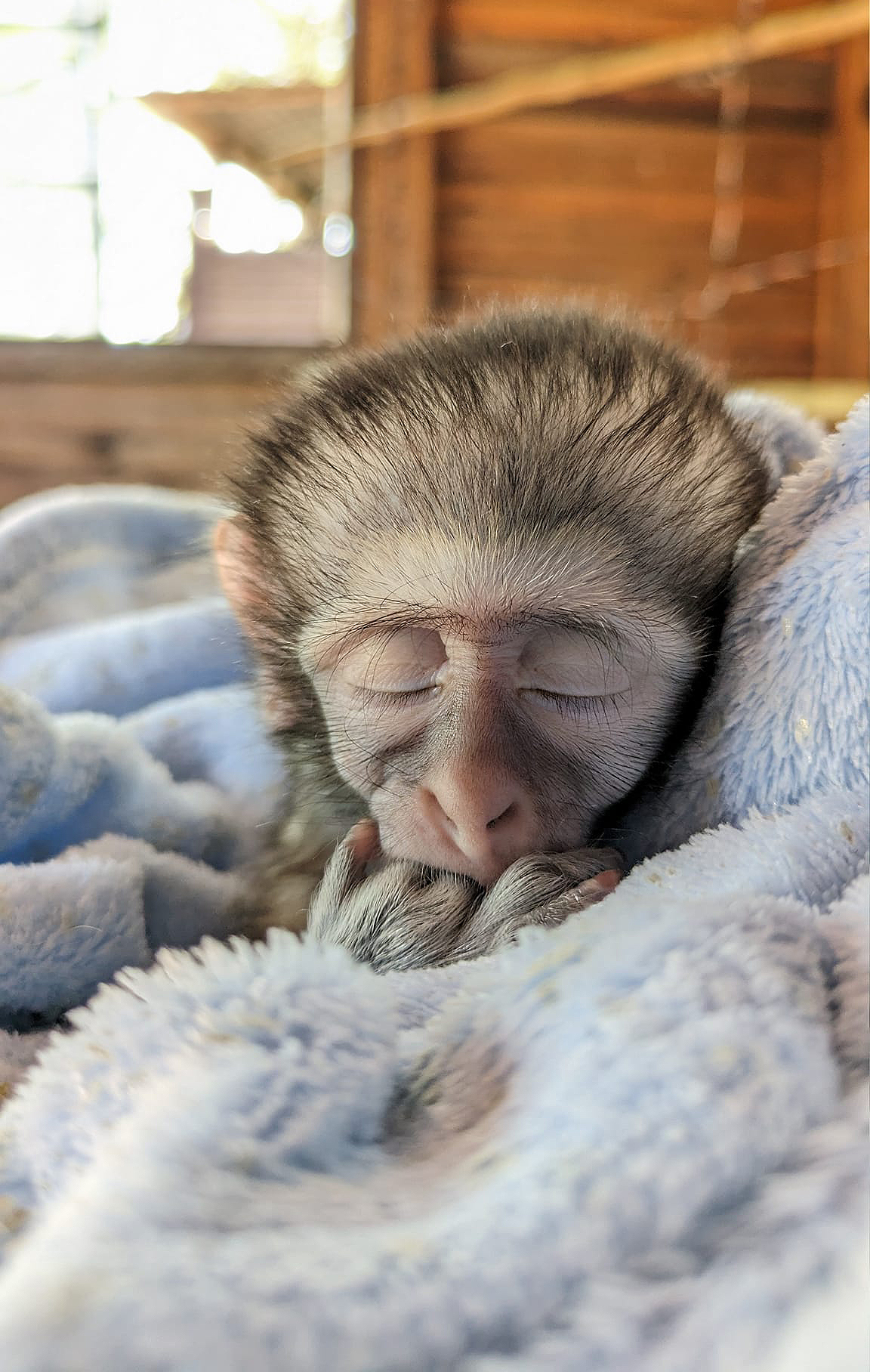 Volunteer at the Vervet Monkey Sanctuary | The Great Projects