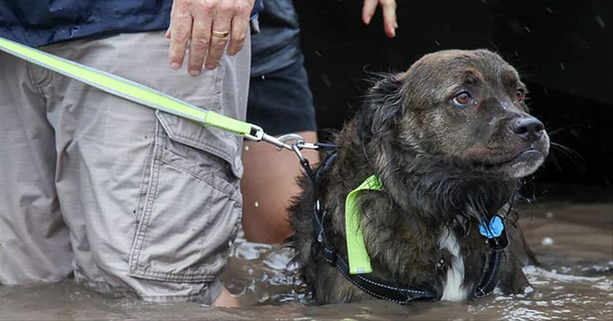 Help Throughout The Hurricane | The Great Projects