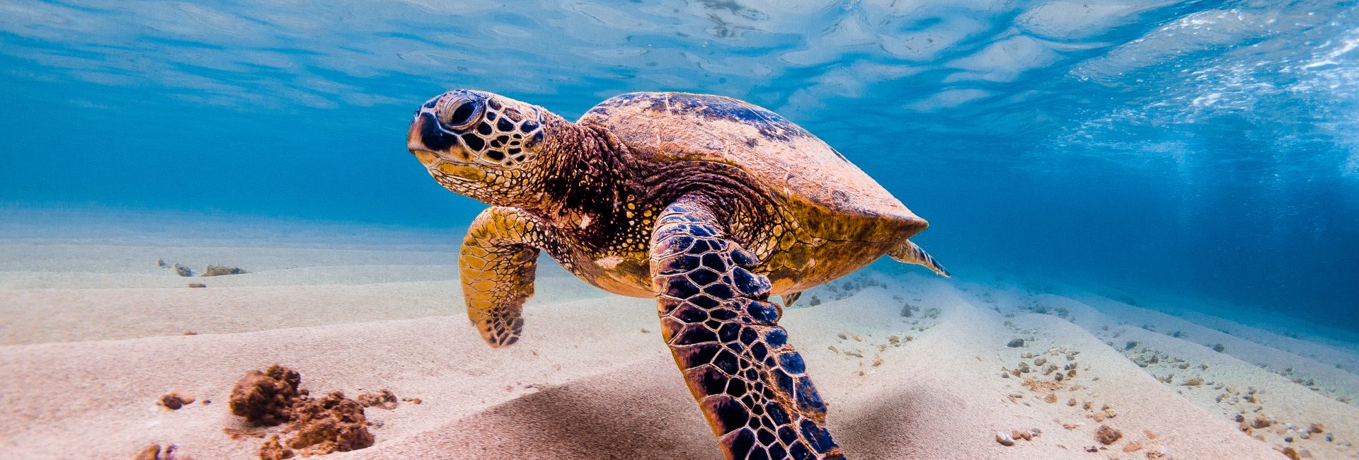 Can you explain sea turtle breeding patterns? | The Great Projects