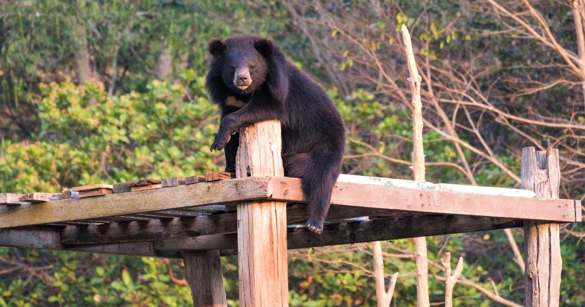 Laos Wildlife Sanctuary | The Great Projects